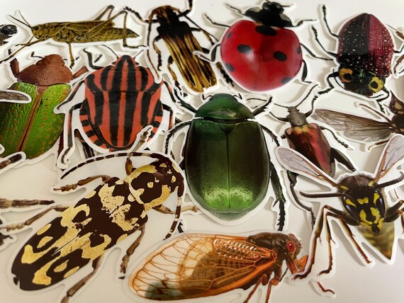 Large Vinyl Transparent Insect Stickers Die Cut Decal Set - Etsy UK