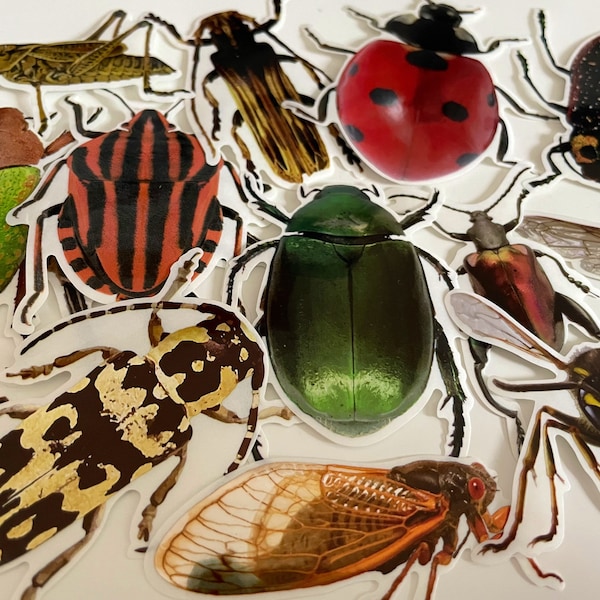 Insect Wall Stickers - Etsy UK