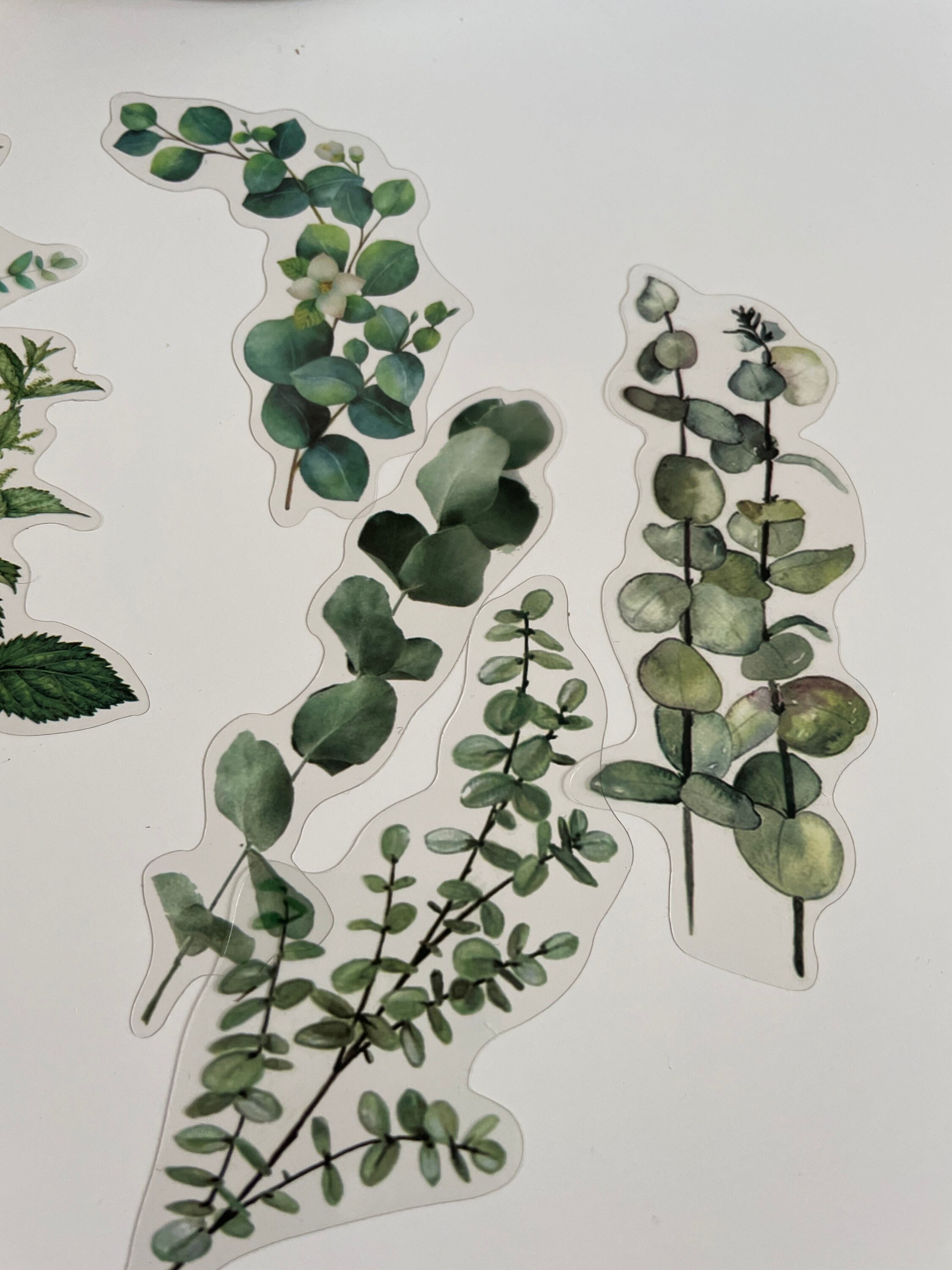 Set of Eucalyptus Stickers, Green Leaves, Orange Leaves, Plant Stickers ...
