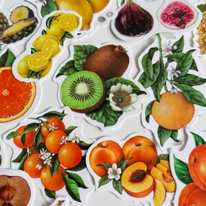 Mix Fruits Sticker Set, Berry Stickers, Fruity Stickers, Strawberry ...