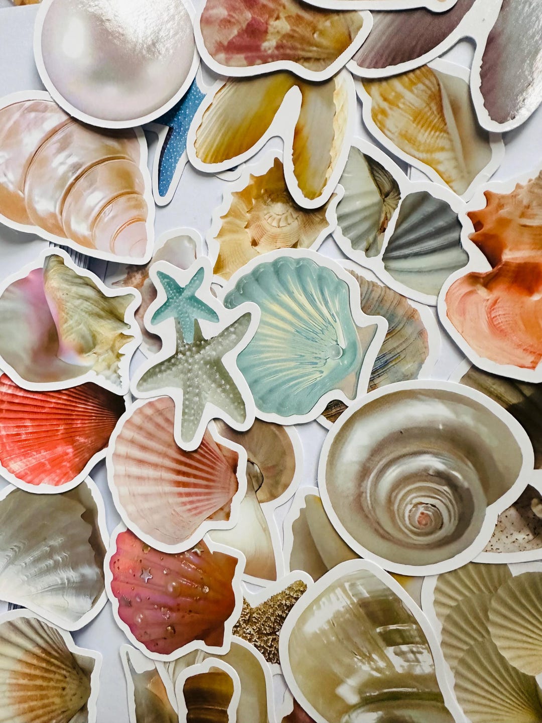 Beach Shell Life, Shell, Sea Shell Sealife Stickers, Whale, Dolphin ...