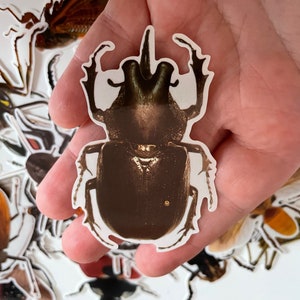 Large Vinyl Transparent Insect Stickers Die Cut Decal Set Waterproof ...
