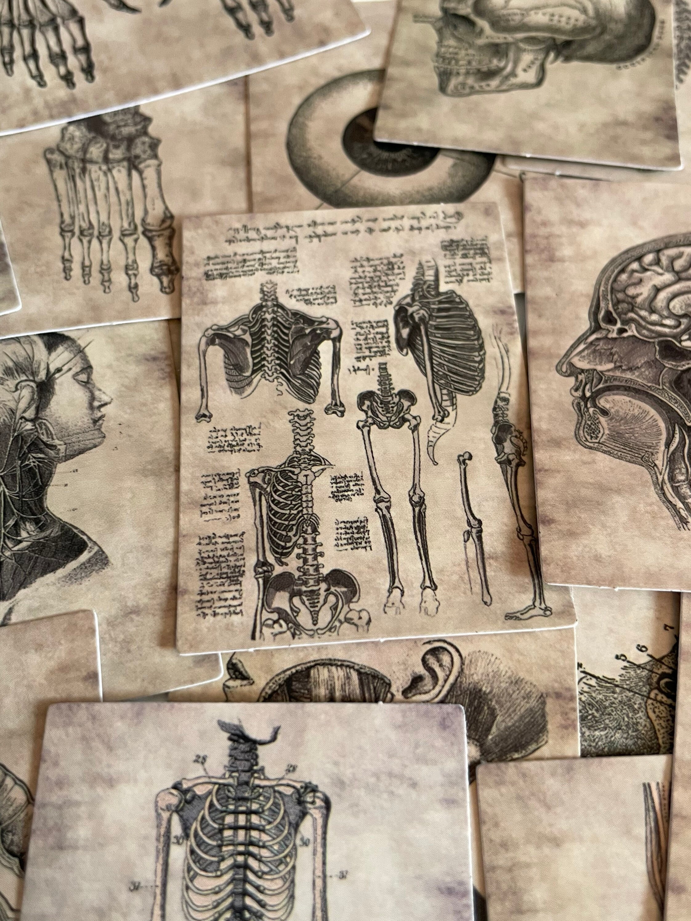 Anatomy Gothic Stickers Skull Lungs Skeleton Biology - Etsy