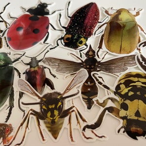 Large Vinyl Transparent Insect Stickers Die Cut Decal Set Waterproof ...