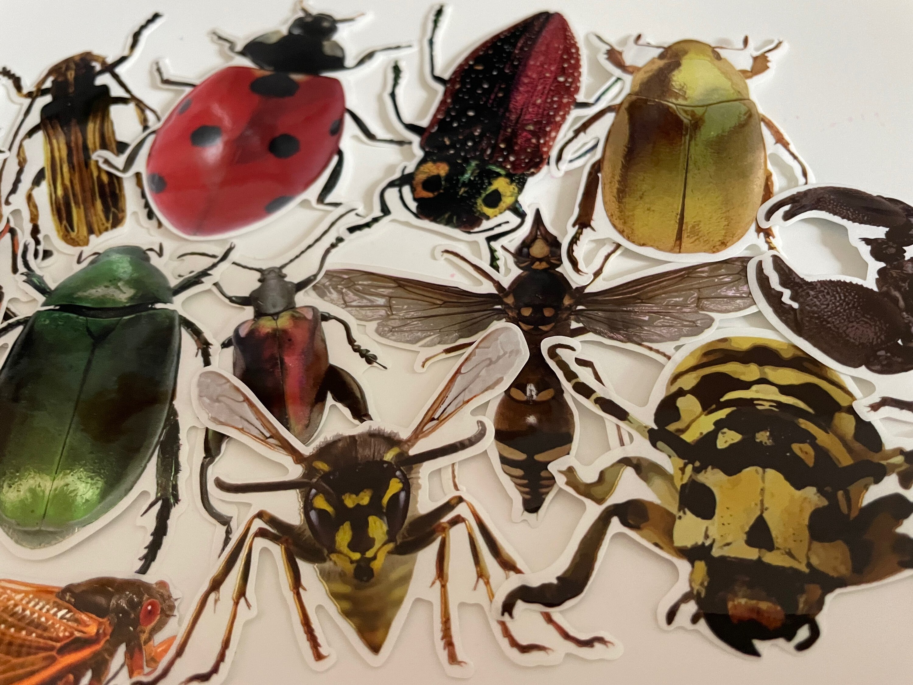 Large Vinyl Transparent Insect Stickers Die Cut Decal Set - Etsy UK