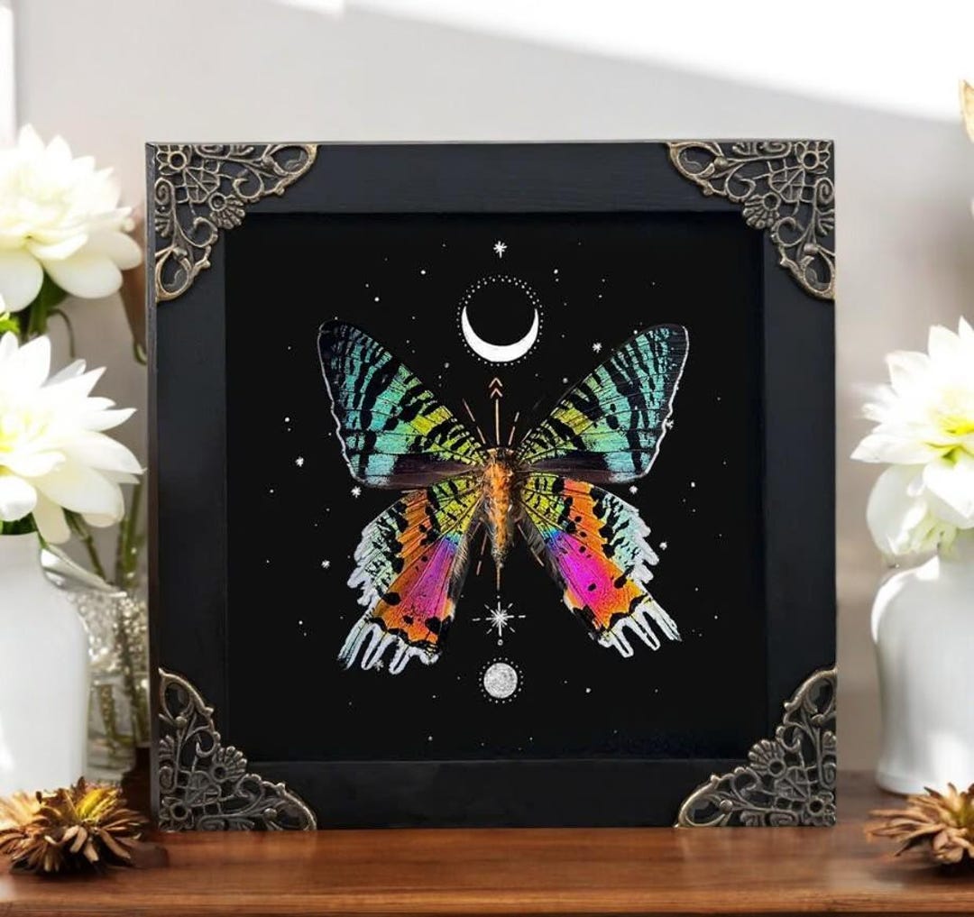 Handcrafted Moon Phase Moth Specimen Art, Real Framed Butterfly Sunset ...