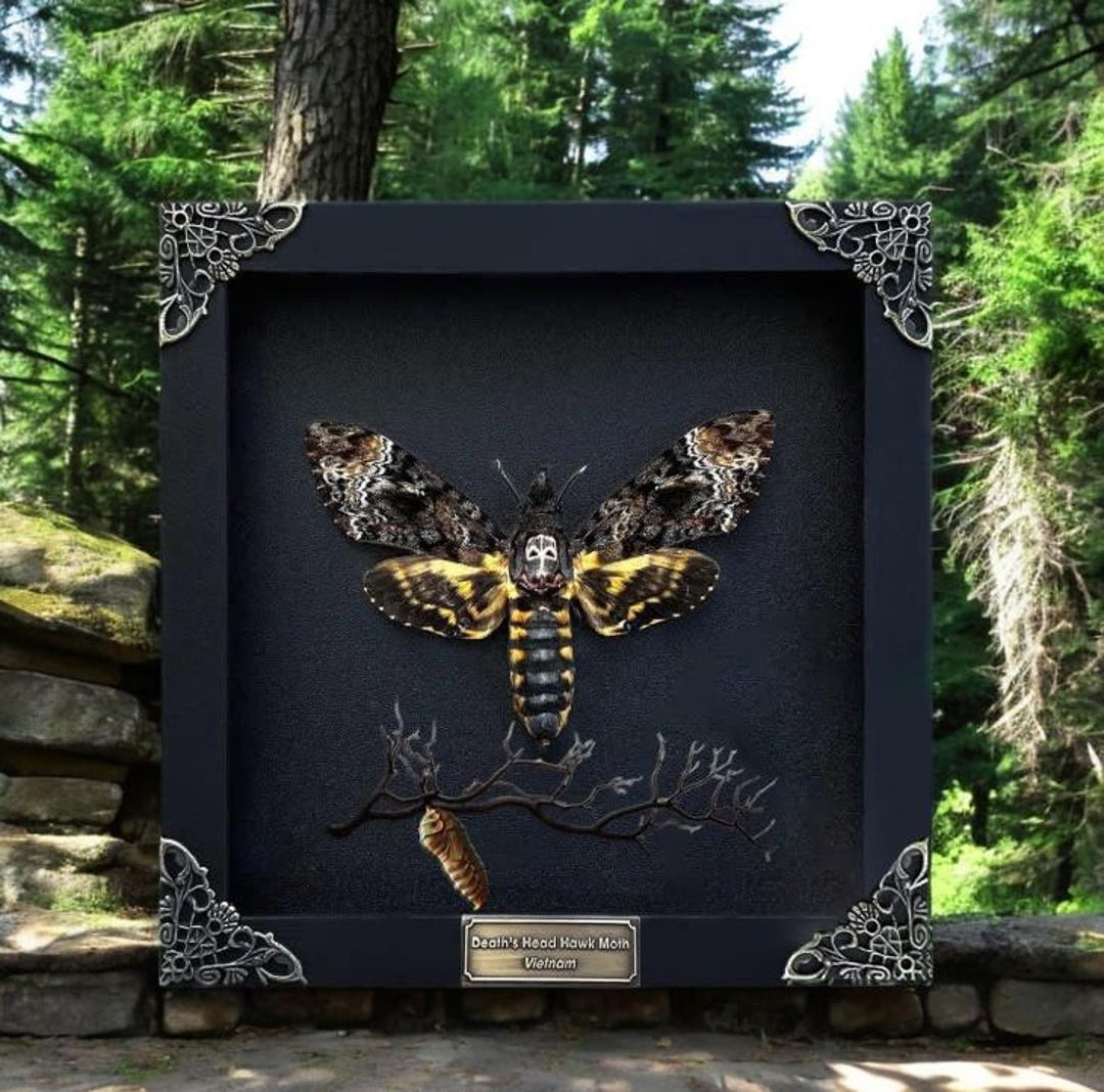 Real Framed Death Head Moth Acherontia Frame Dried Butterfly Taxadermy ...