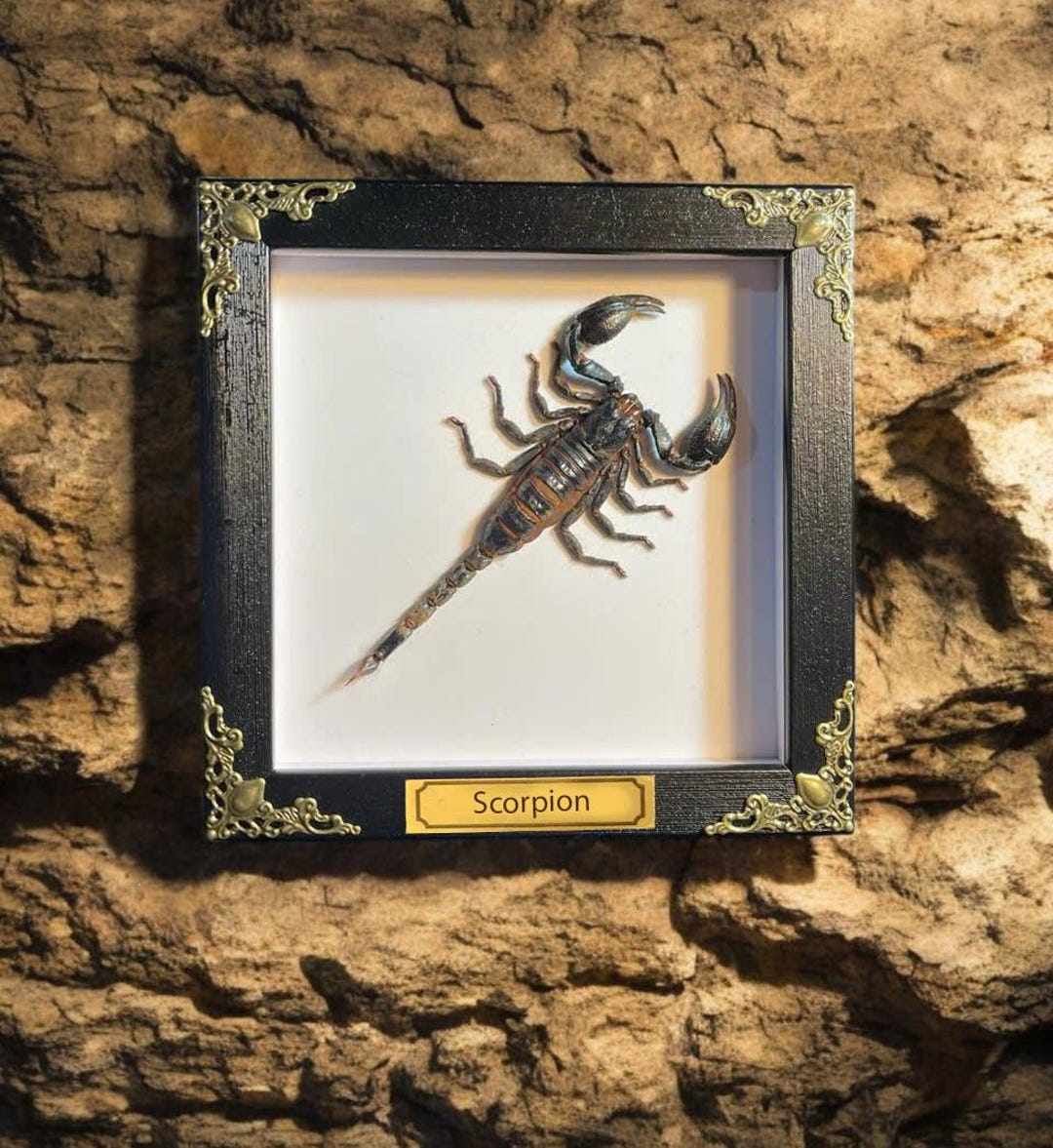 Scorpion Specimen in Elegant Shadow Box, Handcrafted Insect Display ...