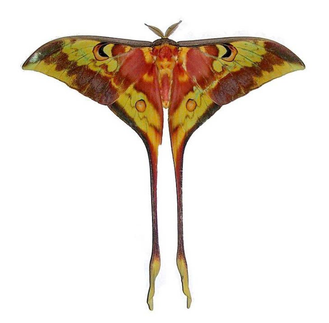 Exquisite Atlas Moth Specimen - Rare Insect Taxidermy - Luna Moth ...