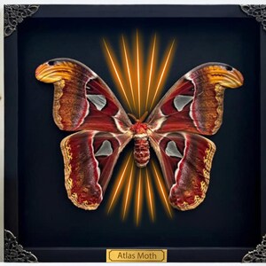 Real Framed Giant Atlas Moth Shadow Box Dried Butterfly Insect ...