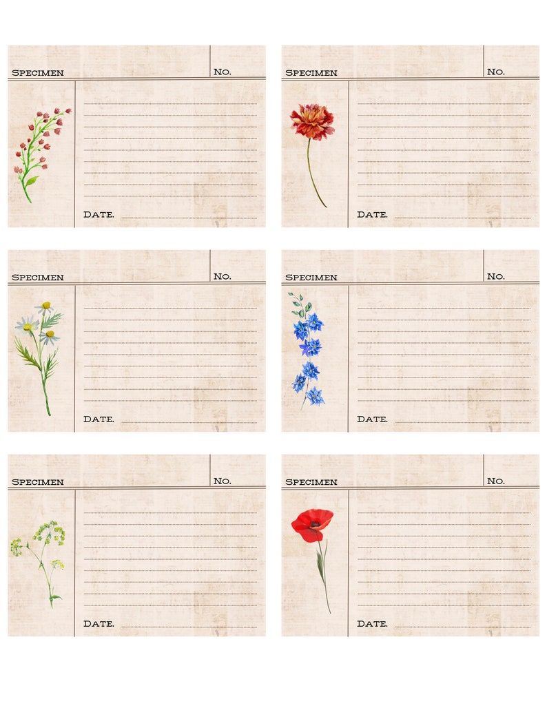 Printable Wildflower Specimen Cards 24 Ready-made and 6 Blank Specimen ...