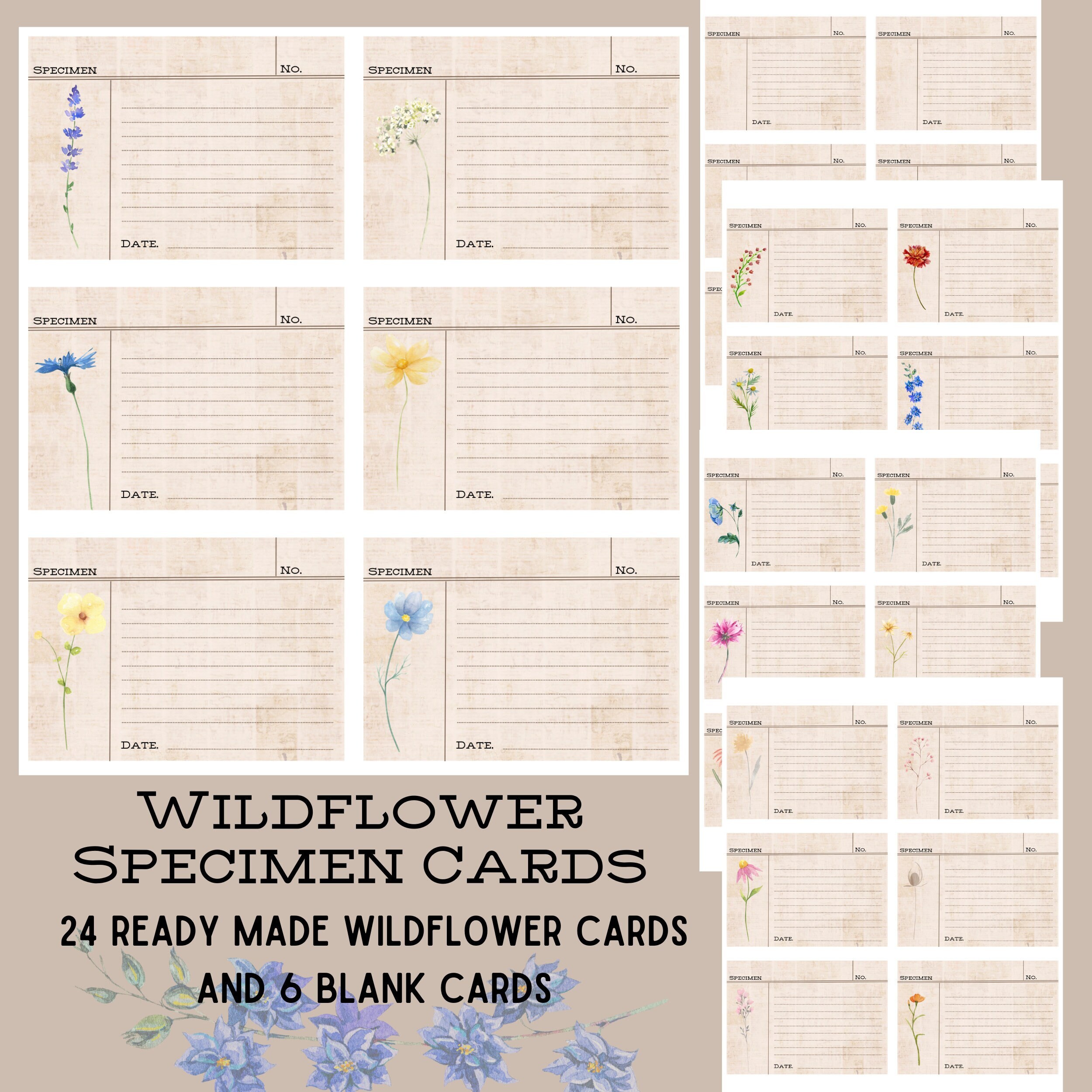 Printable Wildflower Specimen Cards 24 Ready-made and 6 Blank Specimen ...