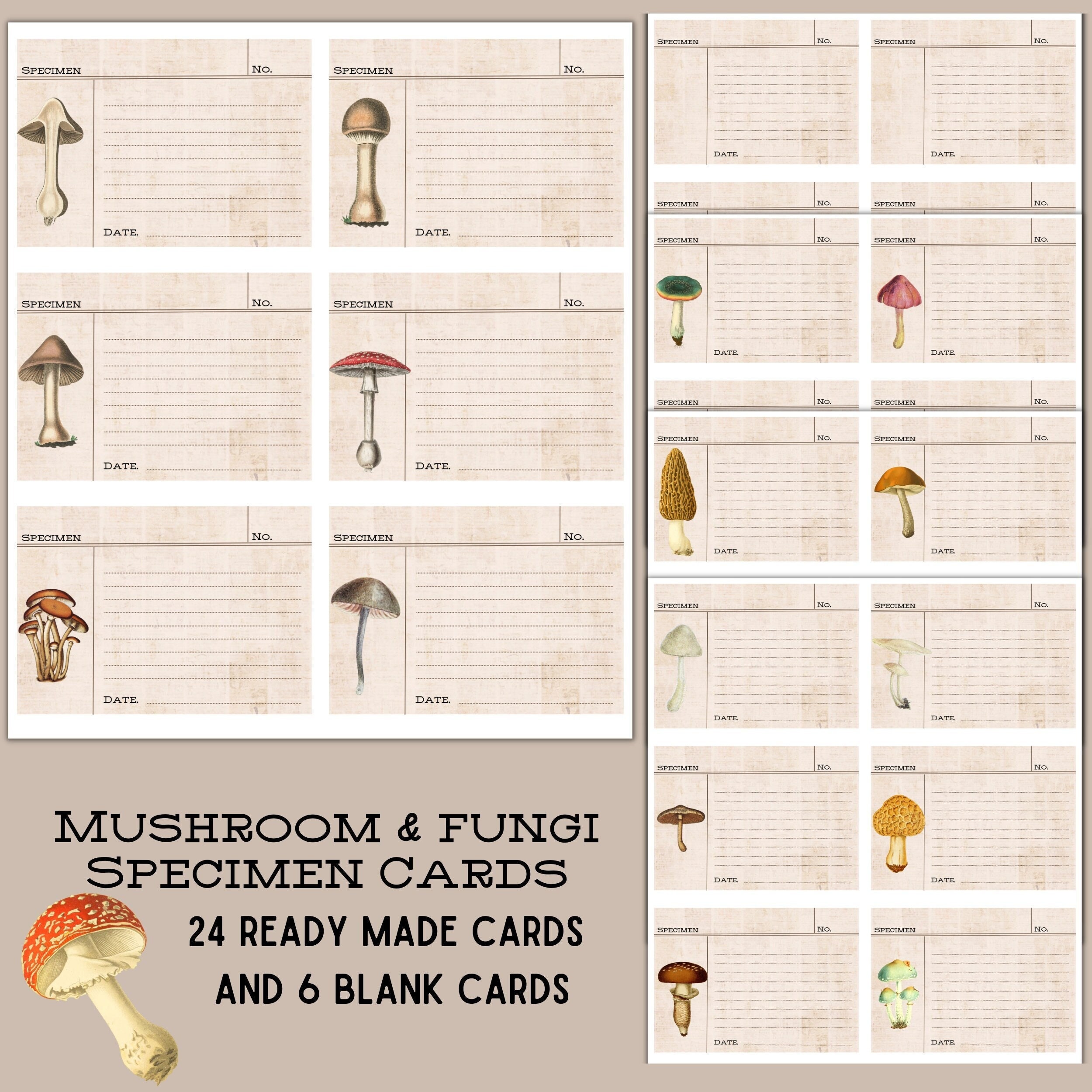 Printable Mushrooms and Fungi Specimen Cards 24 Ready-made and 6 Blank ...