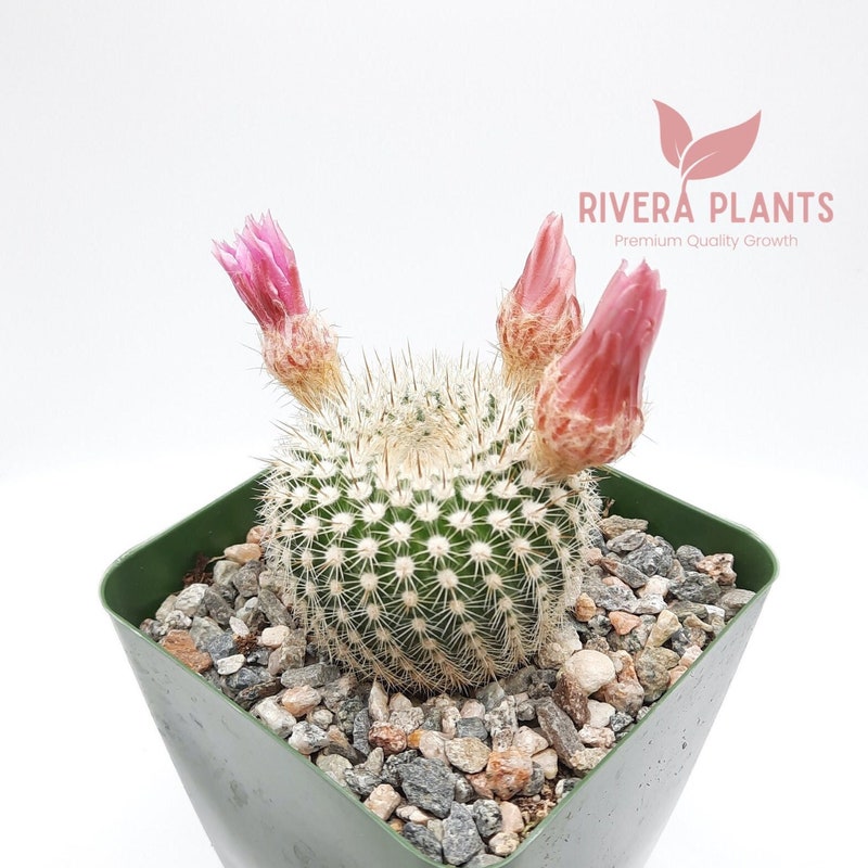 Domino Cactus - Etsy