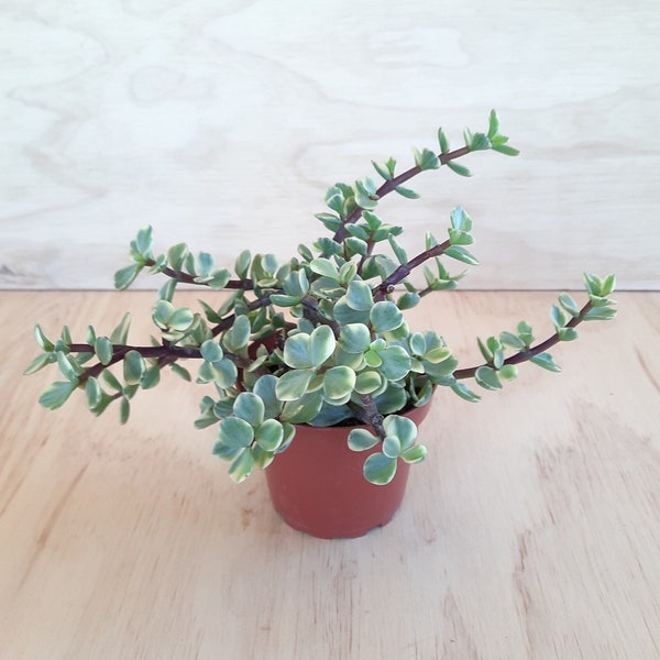 Pink Elephant Bush - Etsy