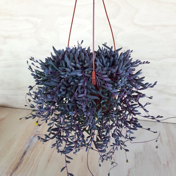 Rare Hanging Live Plants - Etsy