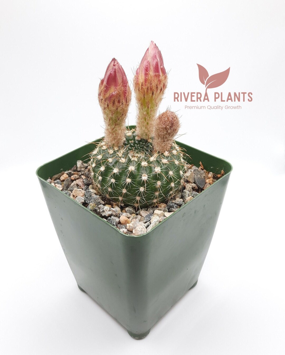 Premium Notocactus Apricus | 3.5 Inch | Yellow Blooming Flower | Cactus ...
