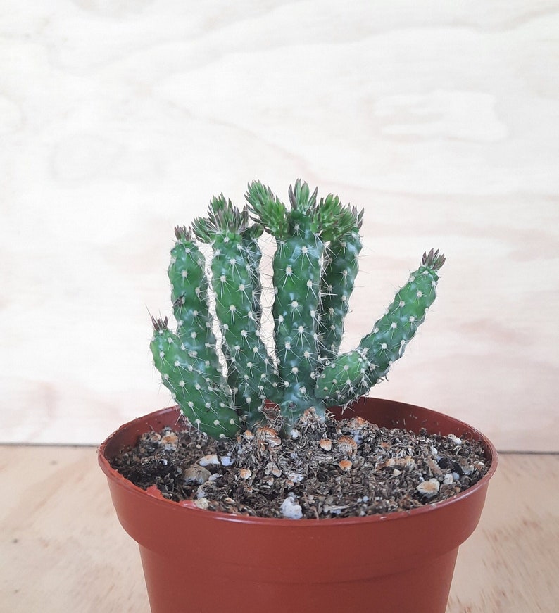 Small Cylindropuntia Imbricata 'tree Cholla Cactus' | 4 Inch | Cane ...