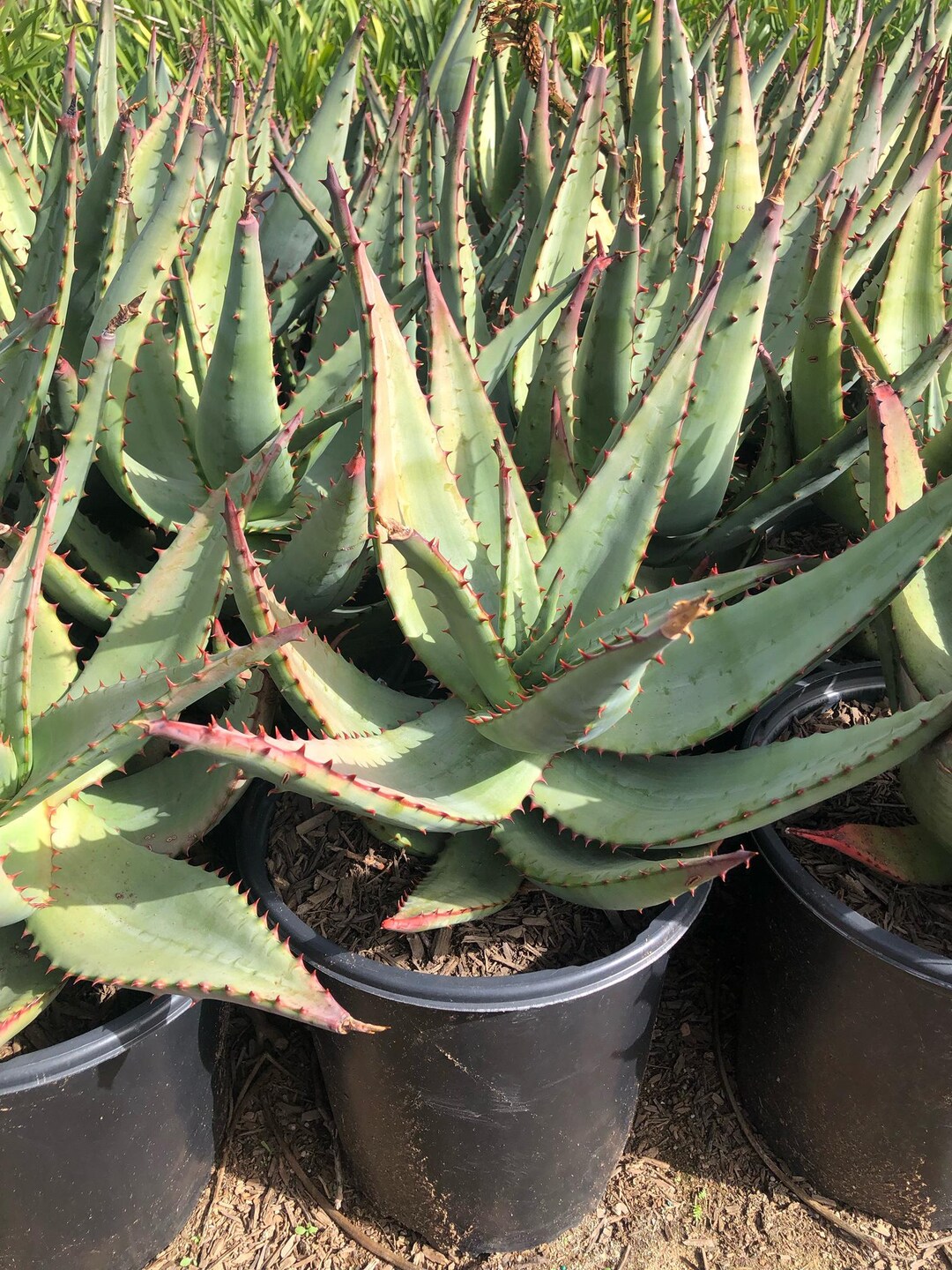 Bare Root Aloe Ferox | Single-stemmed Aloe | Minimalist Accent Aloes ...