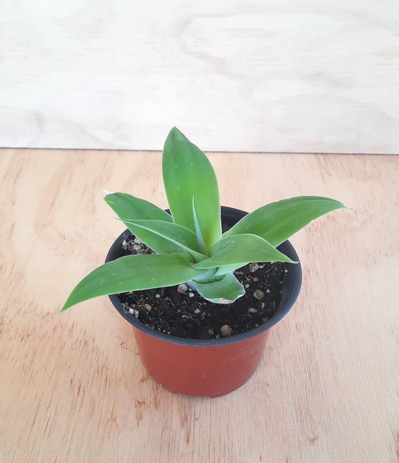 Small Agave Attenuata 4 Inch Foxtail Agave Asparagaceae - Etsy