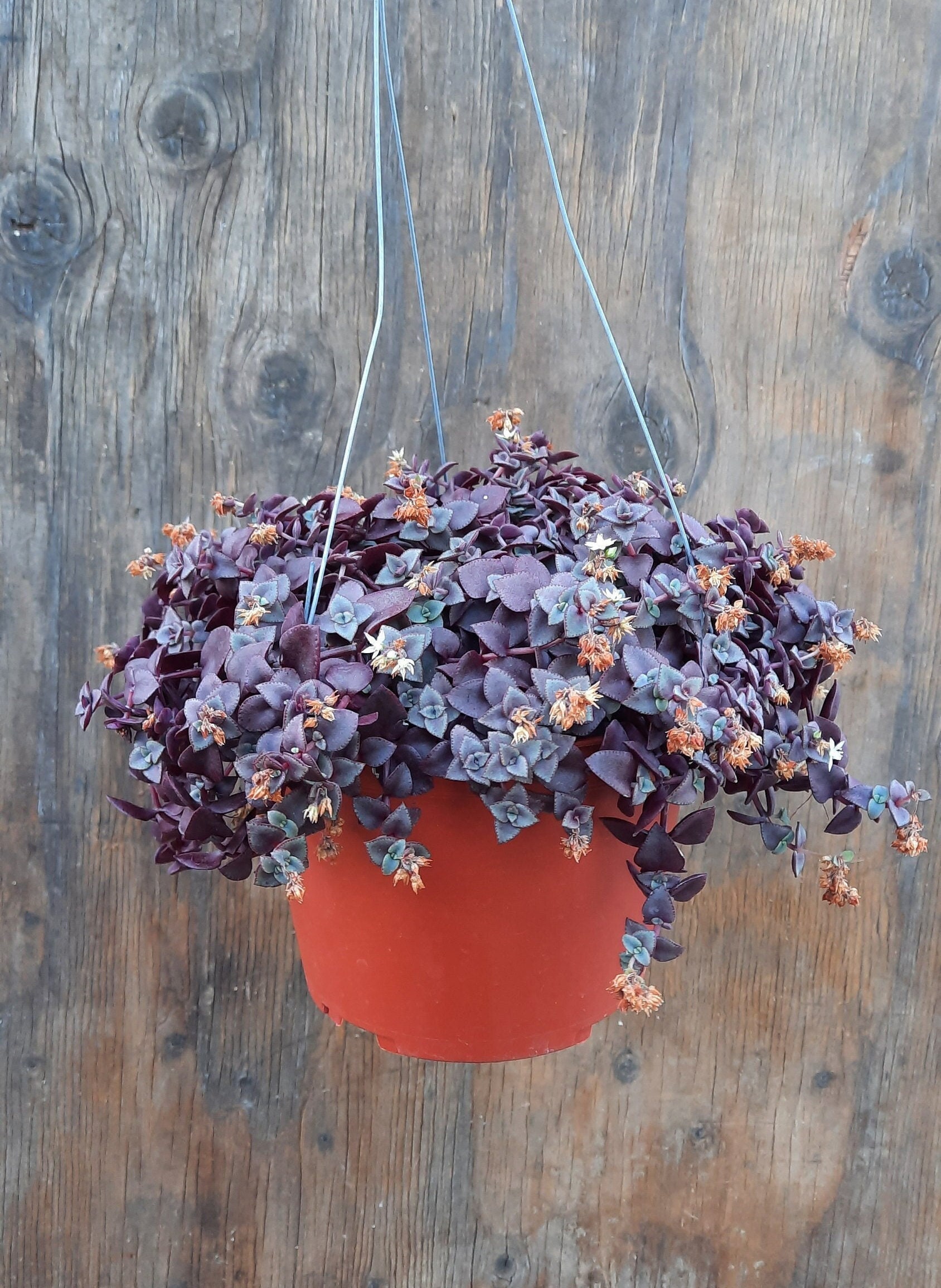 Purple Calico Kitten 6 Inch Crassula Pellucida Subsp. - Etsy