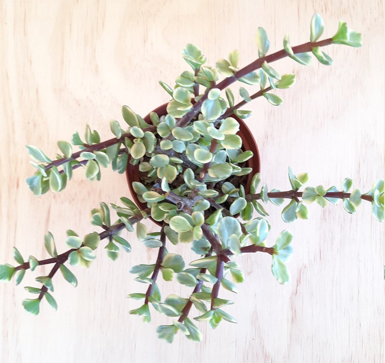 Small Trailing Variegated Elephant Bush | 4 Inch | Portulacaria Afra ...