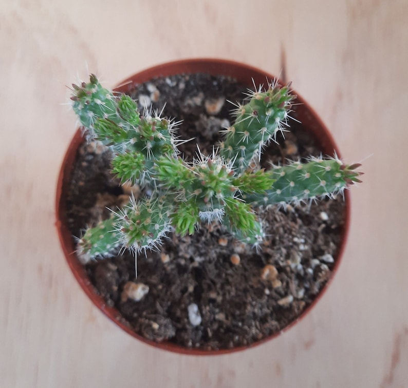 Small Cylindropuntia Imbricata 'tree Cholla Cactus' | 4 Inch | Cane ...