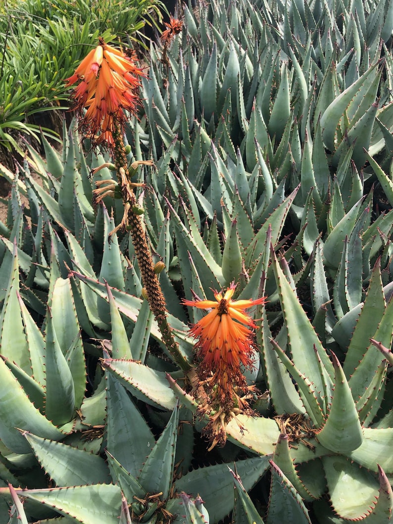 Bare Root Aloe Ferox | Single-stemmed Aloe | Minimalist Accent Aloes ...