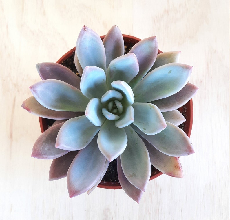 Graptoveria Opalina 6 Inch Garden Plants Live Succulent - Etsy