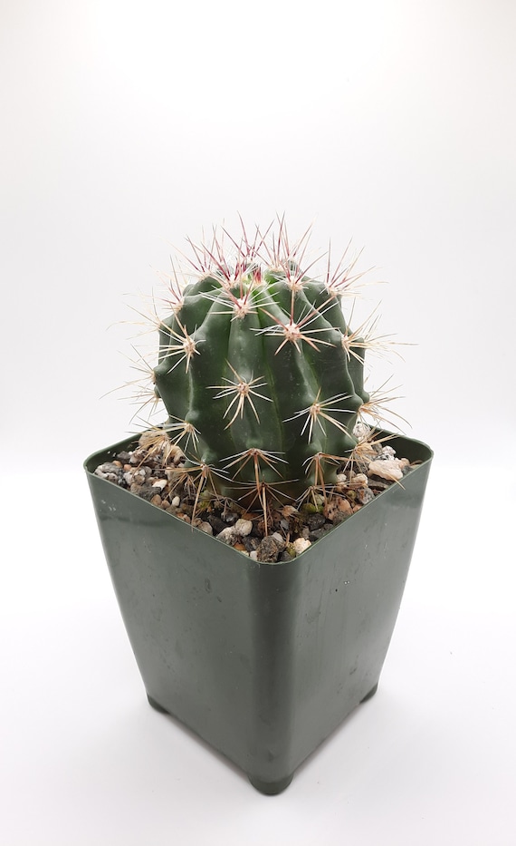 Ferocactus Pilosus 3.5 Inch Mexican Lime Cactus Mexican - Etsy