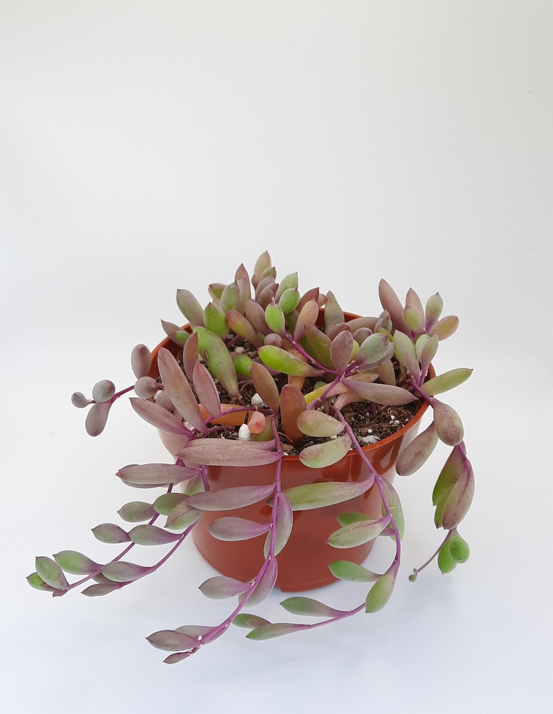 Othonna Capensis | 4 Inch | Ruby Necklace | Live Hanging Plant ...