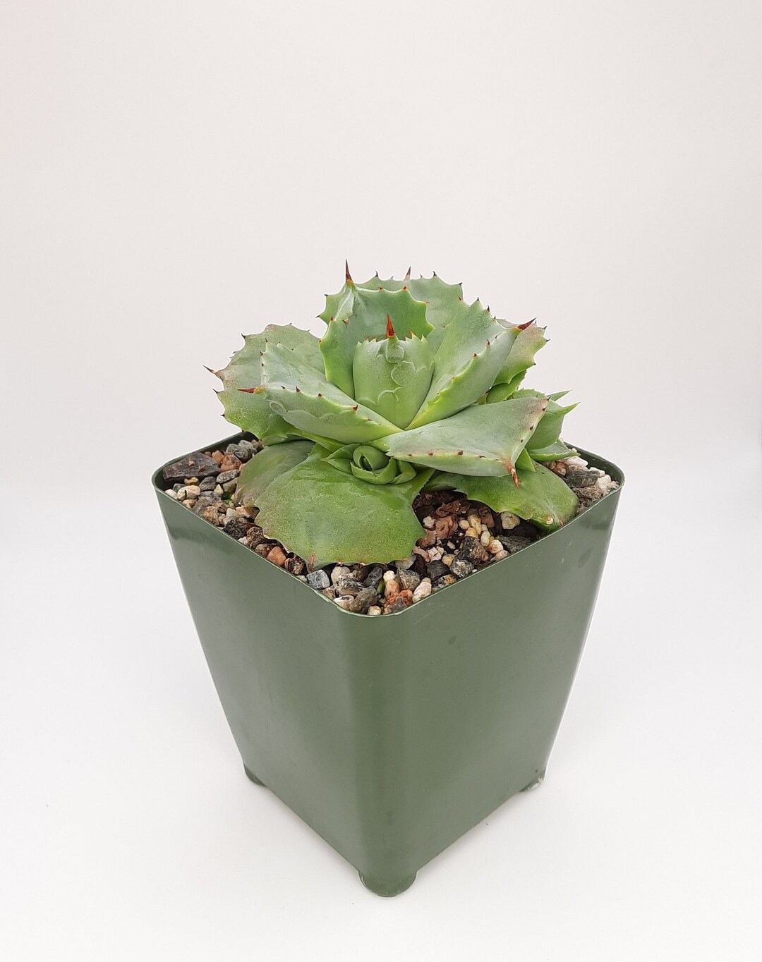 Agave Isthmensis | 3.5 Inch | Miniature Agave | Terrarium Rare Plants ...