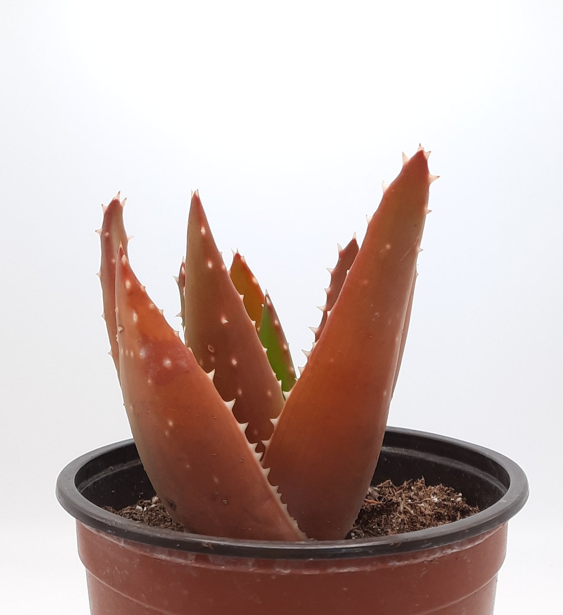 Aloe Nobilis 'golden Toothed Aloe' | 4 Inch | Live Plant | Succulents ...