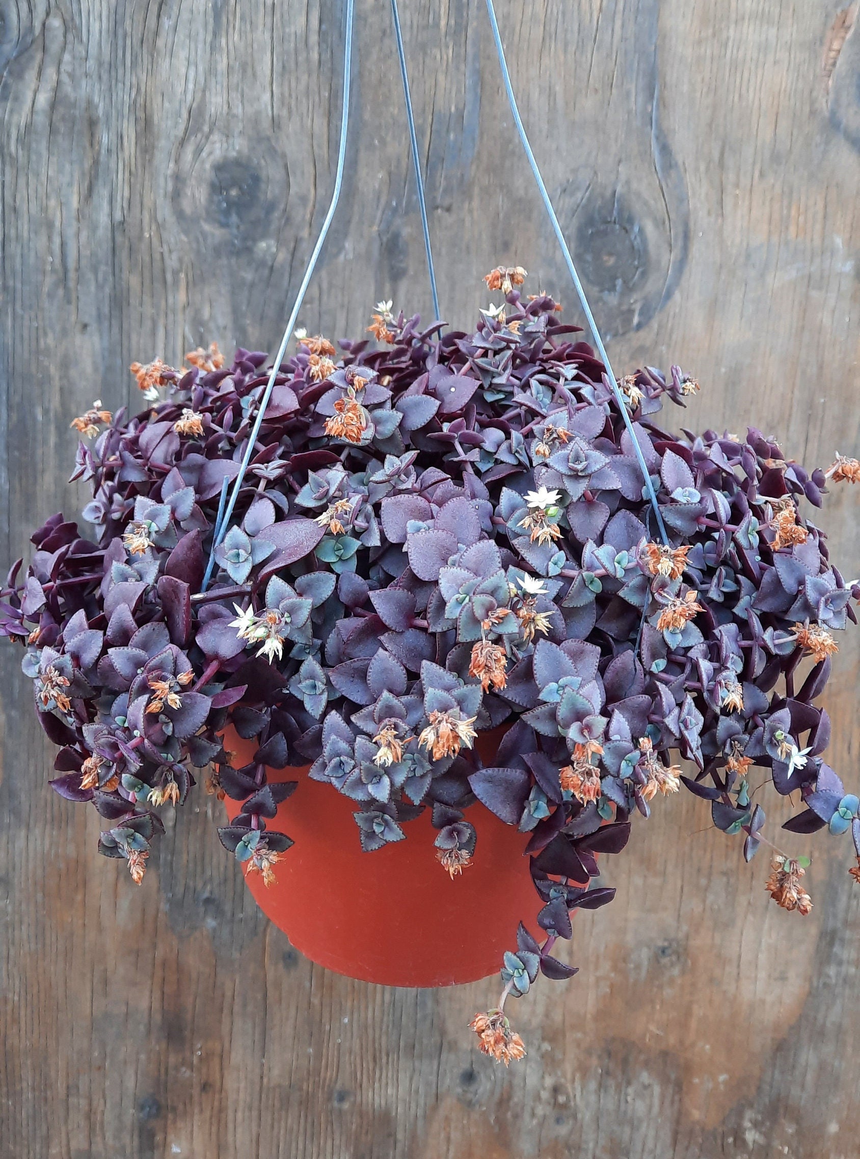 Purple Calico Kitten 6 Inch Crassula Pellucida Subsp. - Etsy