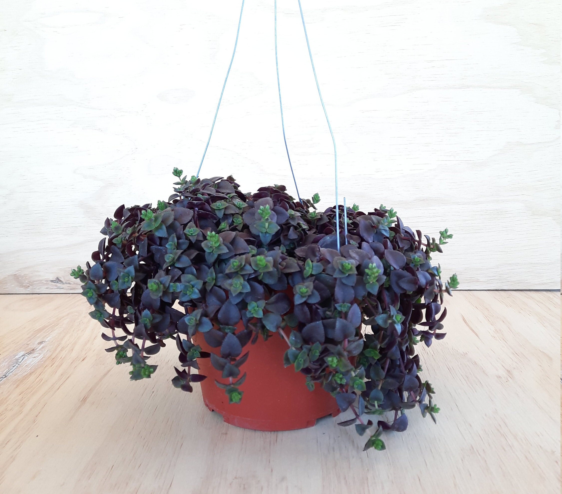 Purple Calico Kitten 6 Inch Crassula Pellucida Succulent - Etsy