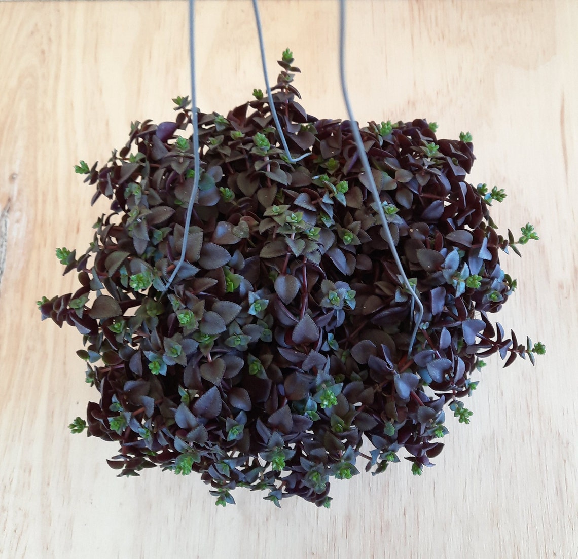 Purple Calico Kitten 6 Inch Crassula Pellucida Subsp. - Etsy