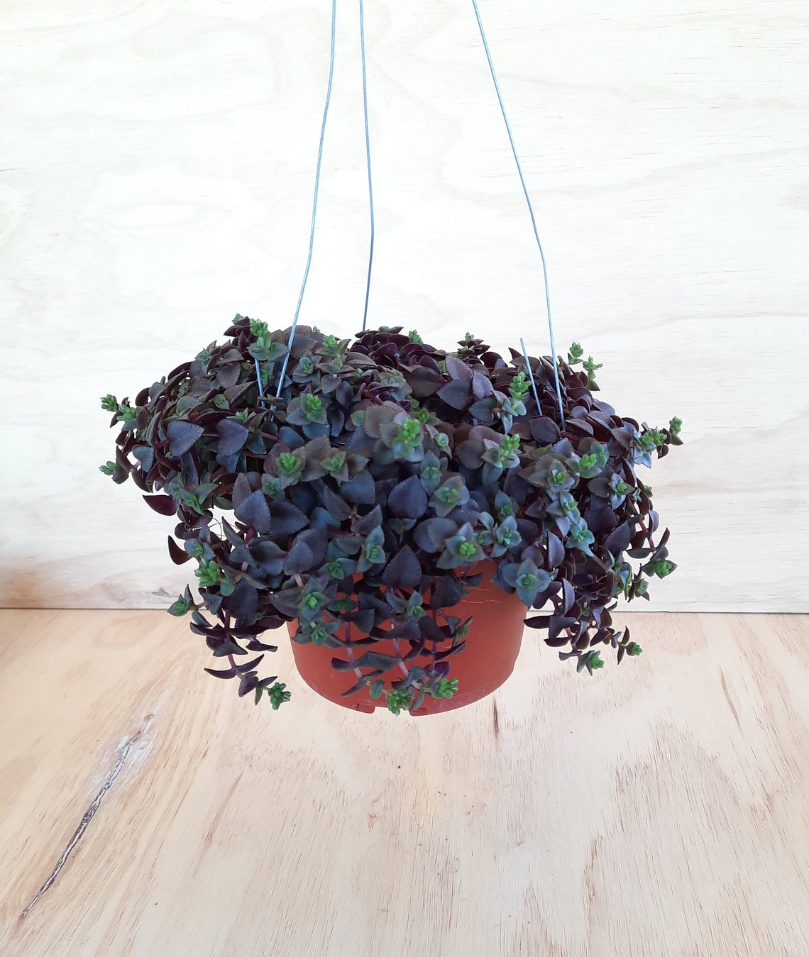 Purple Calico Kitten 6 Inch Crassula Pellucida Subsp. - Etsy