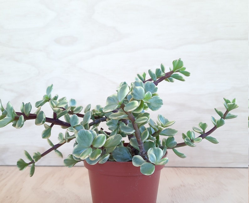 Small Trailing Variegated Elephant Bush | 4 Inch | Portulacaria Afra ...