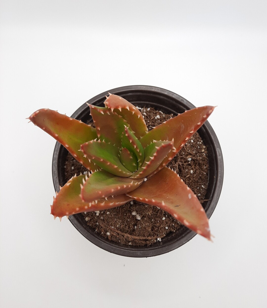 Aloe Nobilis 'golden Toothed Aloe' | 4 Inch | Live Plant | Succulents ...