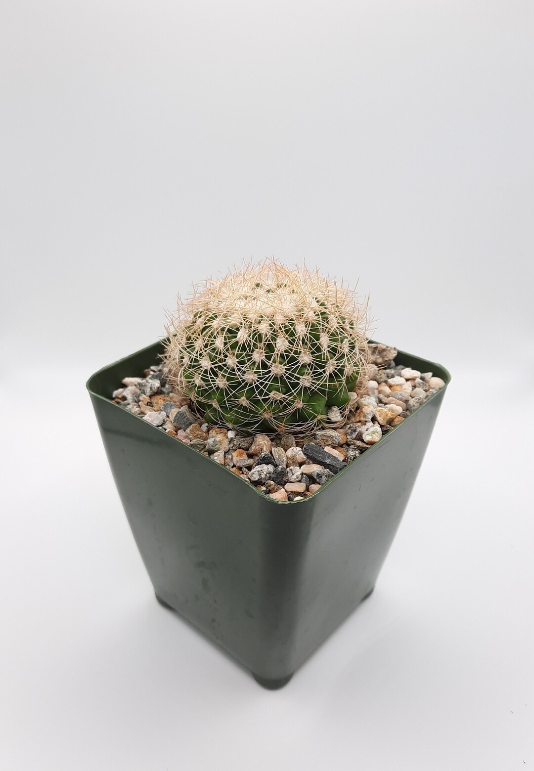 Discocactus Araneispinus | 3.5 Inch | Discocactus Zehntneri | White ...