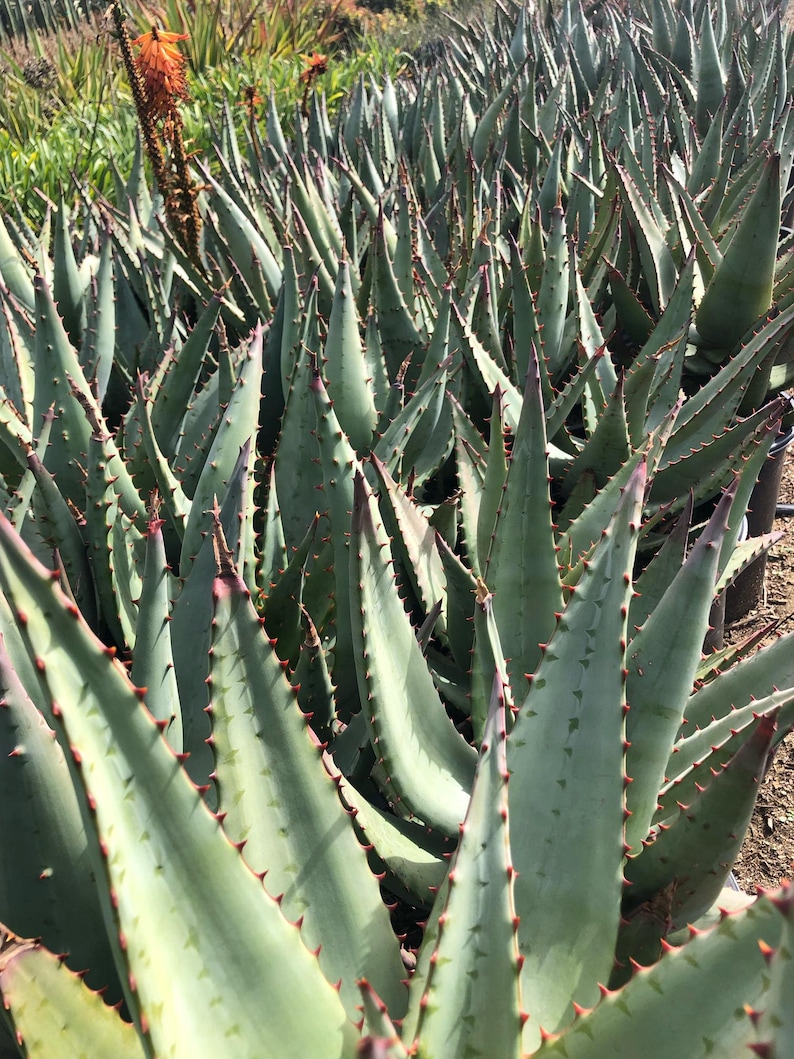Bare Root Aloe Ferox | Single-stemmed Aloe | Minimalist Accent Aloes ...