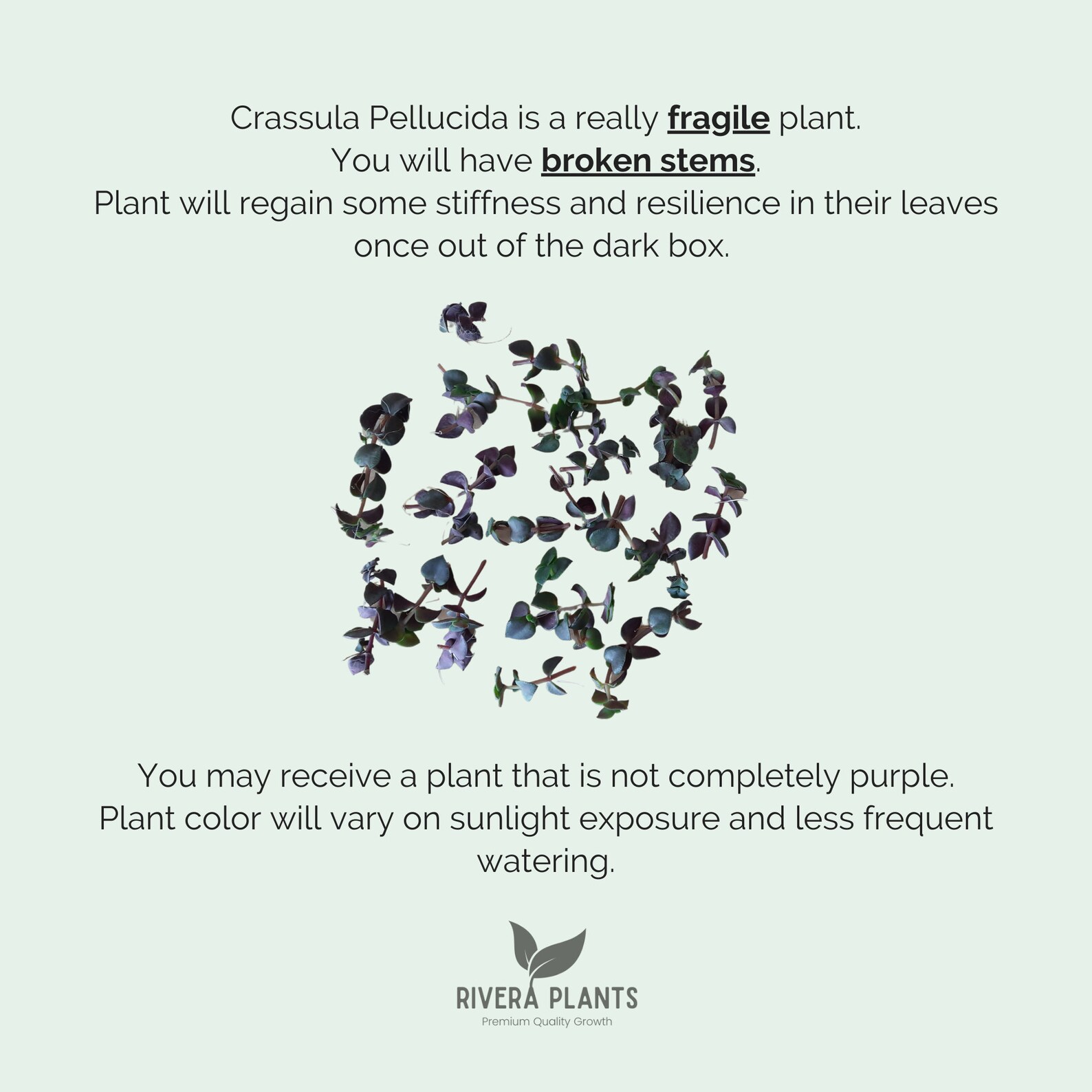 Purple Calico Kitten 6 Inch Crassula Pellucida Subsp. - Etsy