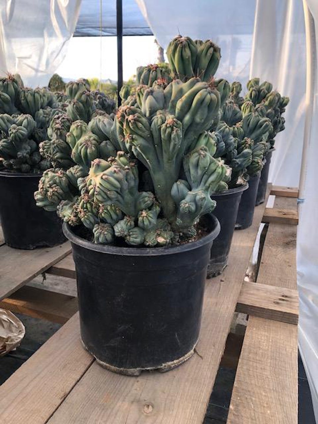 Bare Root Cereus Forbesii Monstrose 'ming Thing Cactus | | Live Cactus ...