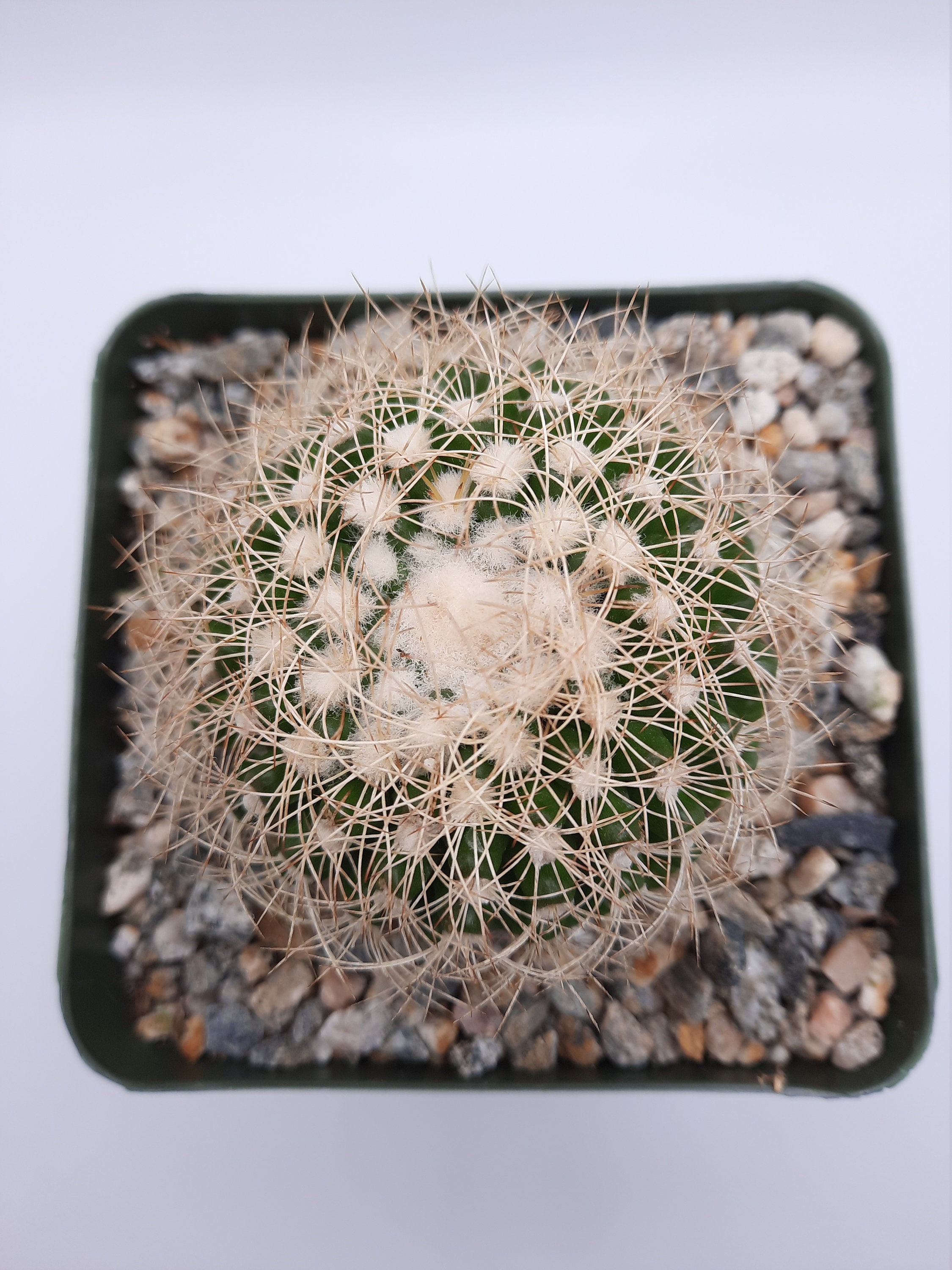 Discocactus Araneispinus 3.5 Inch Discocactus Zehntneri - Etsy