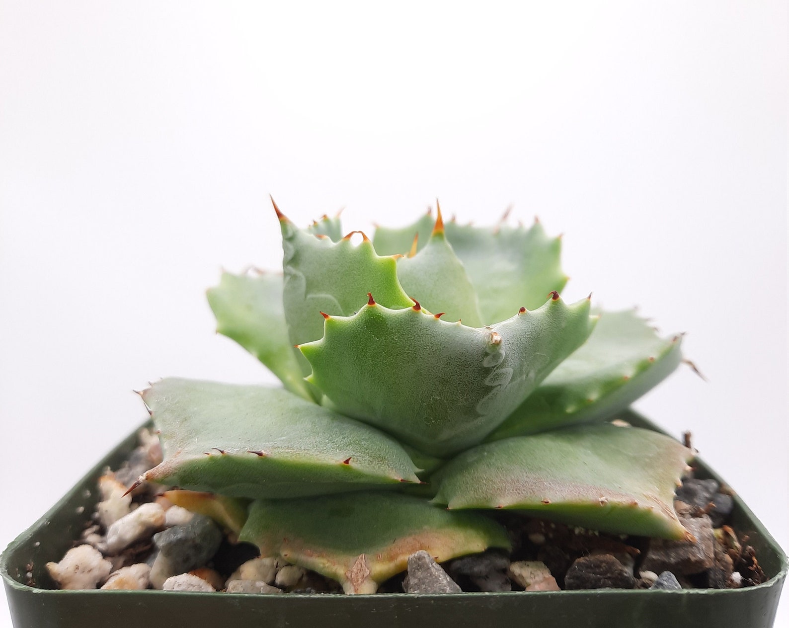 Agave Isthmensis | 3.5 Inch | Miniature Agave | Terrarium Rare Plants ...
