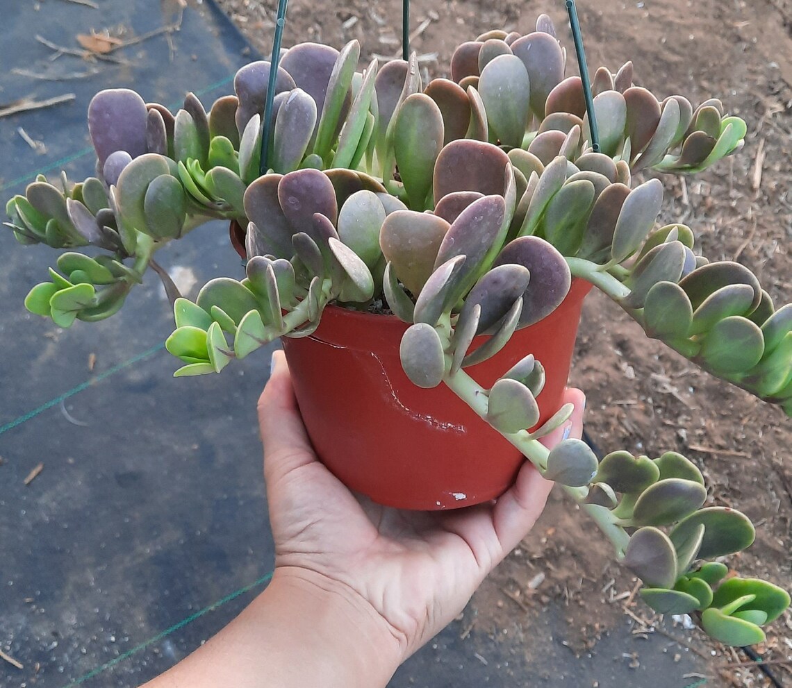 Trailing Jade Plant | 6 Inch | 8 Inch Bare Root | Purple Tip Jade Plant ...
