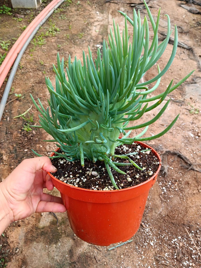 Rare Live Mermaid Tail | Bare Root Crested Succulent | Rare Find ...