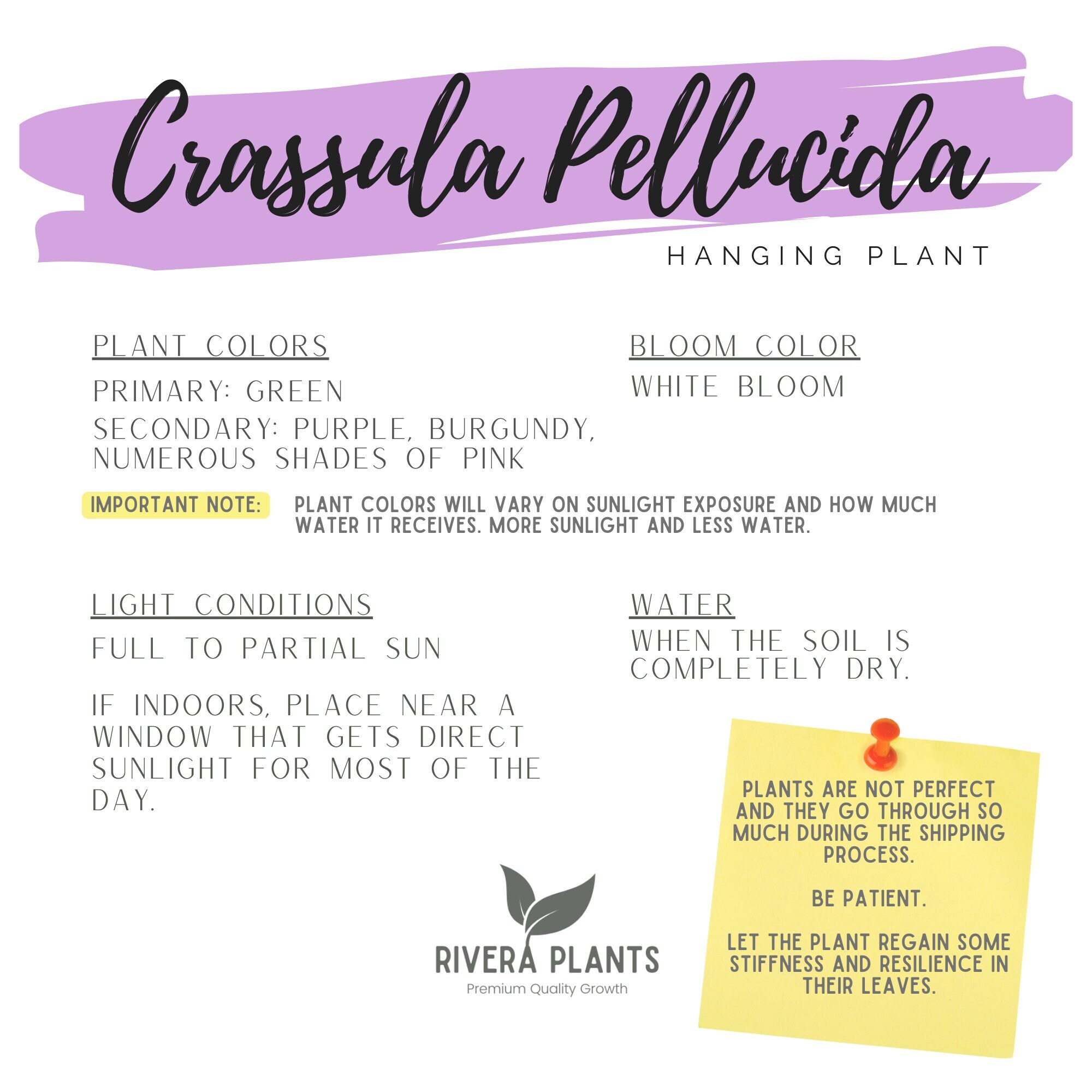 Purple Calico Kitten 6 Inch Crassula Pellucida Subsp. - Etsy