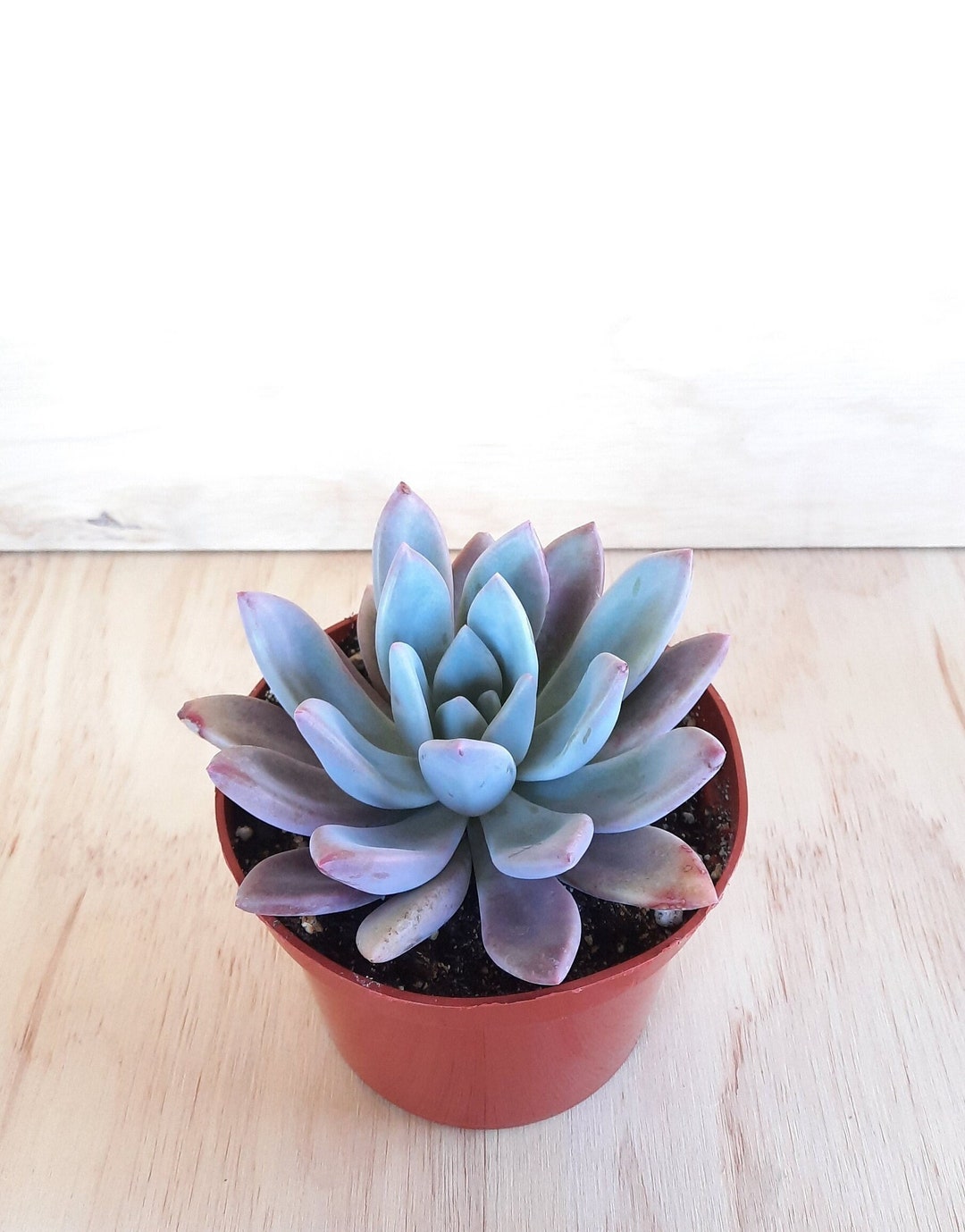 Graptoveria Opalina | 6 Inch | Garden Plants | Live Succulent Plant | House Plant - Etsy