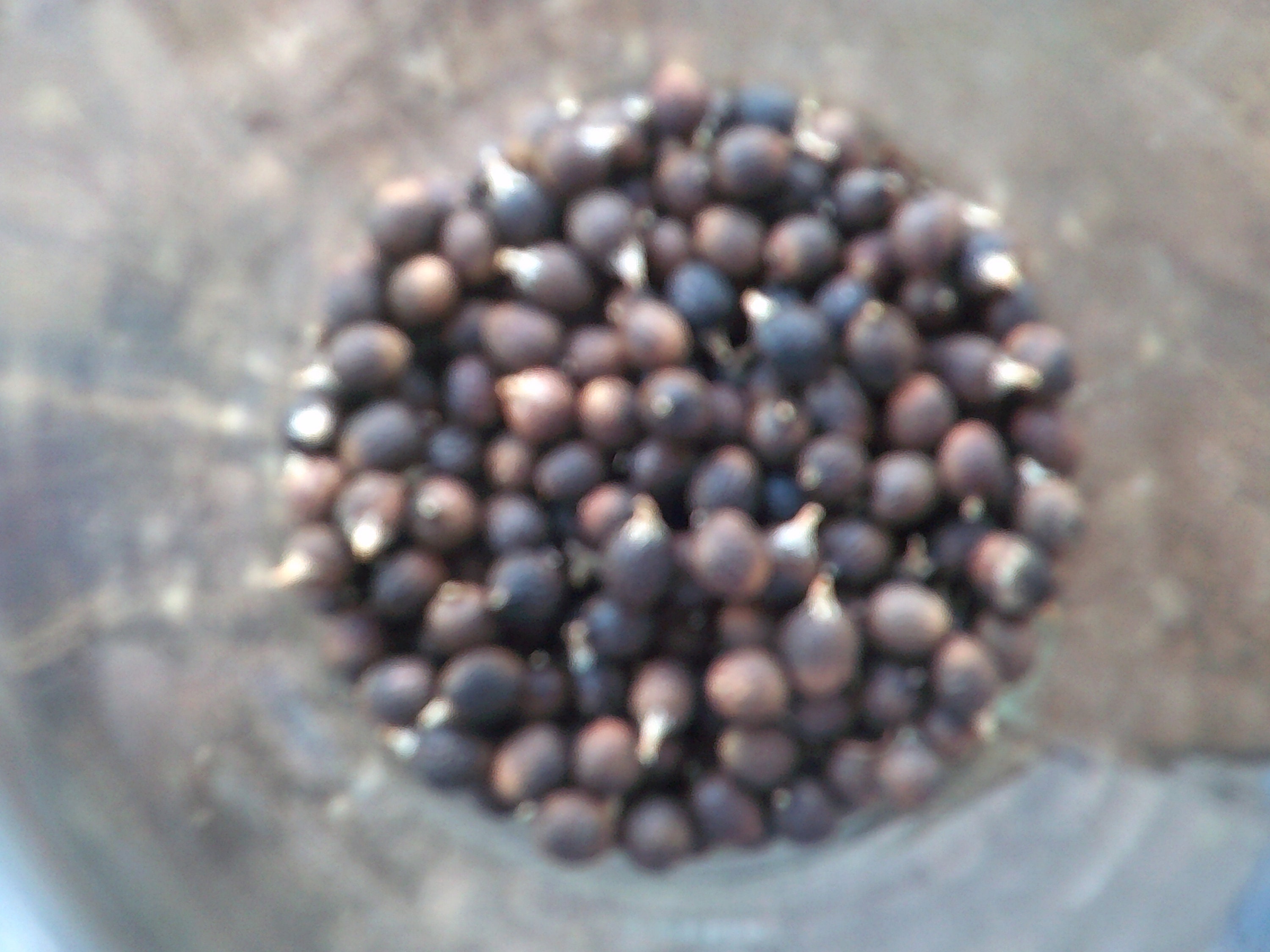 Mexican FAN PALM TREE Seeds Washingtonia Robusta - Etsy